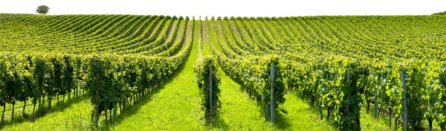 Vintel® » How does it work? | Vintel®